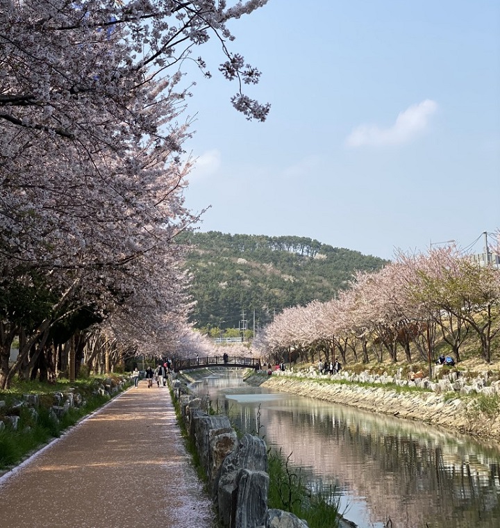NATIONAL CHERRY BLOSSOM BLOOMING MAP 2023 : OutingKorea