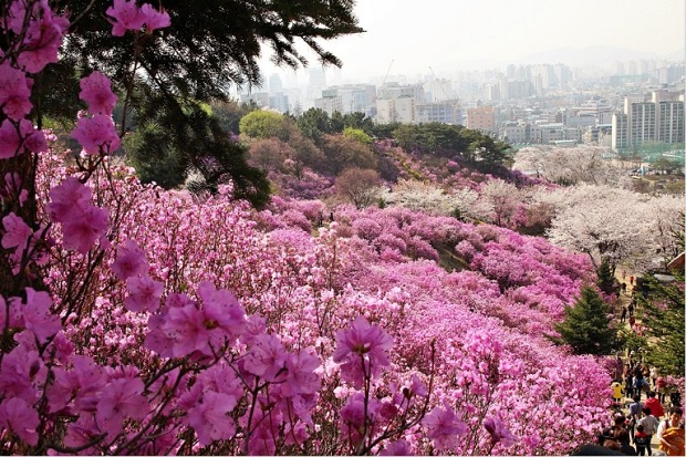 SPRING BLOSSOMS IN KOREA : Korea Tour Planner
