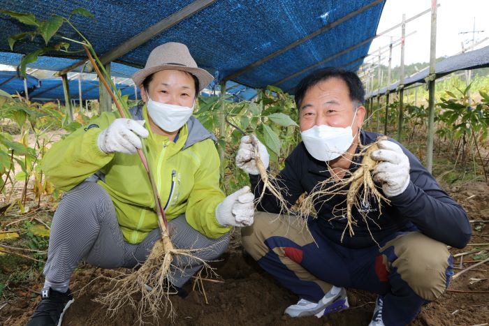 Rejuvenize at the Geumsan Insam Festival! : Korea Tour Planner