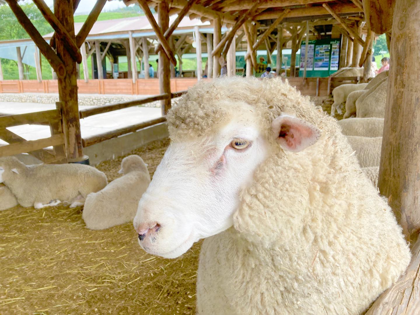 Gangneung Coffee Festival : K-WAVE BTS : Korea Tour Planner