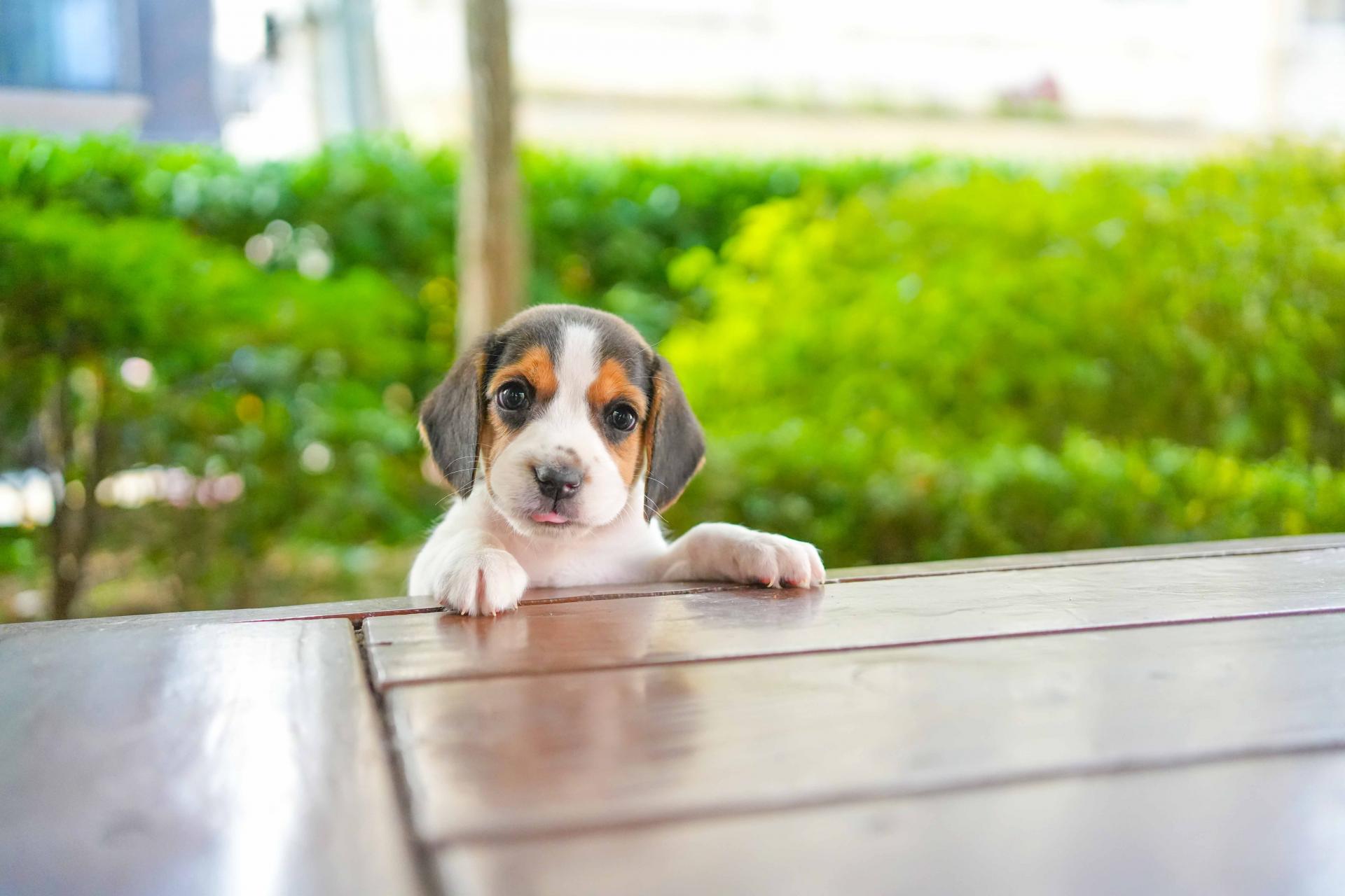 비글분양 사랑스러운 애기 강아지 땅이 웰시코기분양 프렌치불독분양 보스턴테리어분양 이탈리안그레이하운드분양 베들링턴테리어분양 셔틀랜드쉽독분양 코카스파니엘분양 퍼그분양 비글