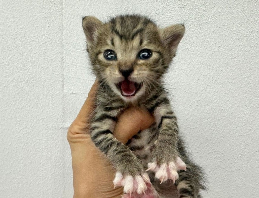 코리안숏헤어춘봉 고양이책임분양 강아지분양 고양이분양 컴투펫 시츄 셔틀랜드쉽독 말티푸 미니핀 치와와 요크셔테리어 포메라니안 말티즈 분양