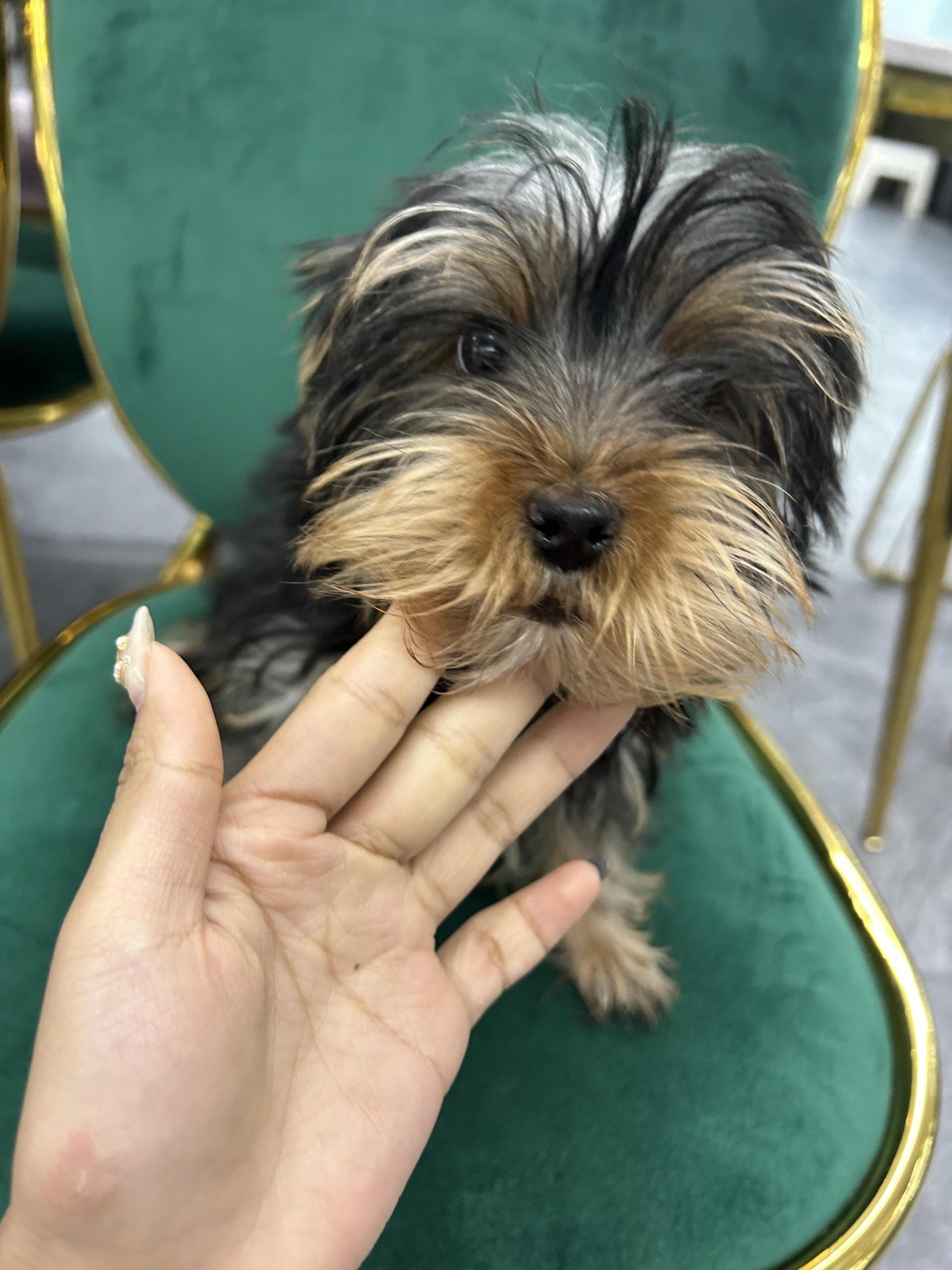 요크셔테리어짱구 강아지책임분양 강아지분양 고양이분양 컴투펫 시츄 셔틀랜드쉽독 말티푸 미니핀 치와와 요크셔테리어 포메라니안 말티즈 분양