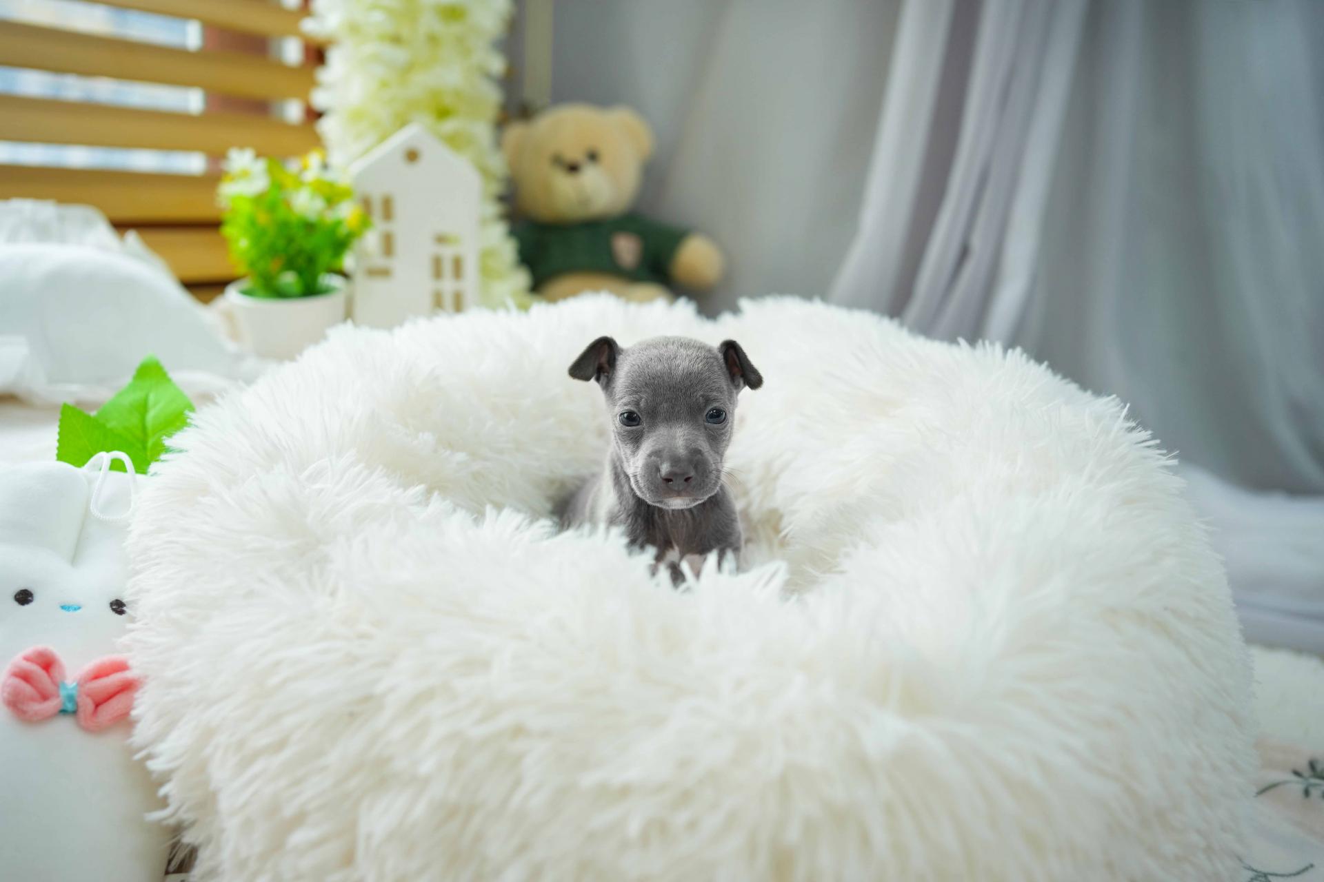 이탈리안그레이하운드분양 사랑스러운 애기 강아지 잉이 웰시코기분양 프렌치불독분양 보스턴테리어분양 이탈리안그레이하운드분양 베들링턴테리어분양 셔틀랜드쉽독분양 코카스파니엘분양