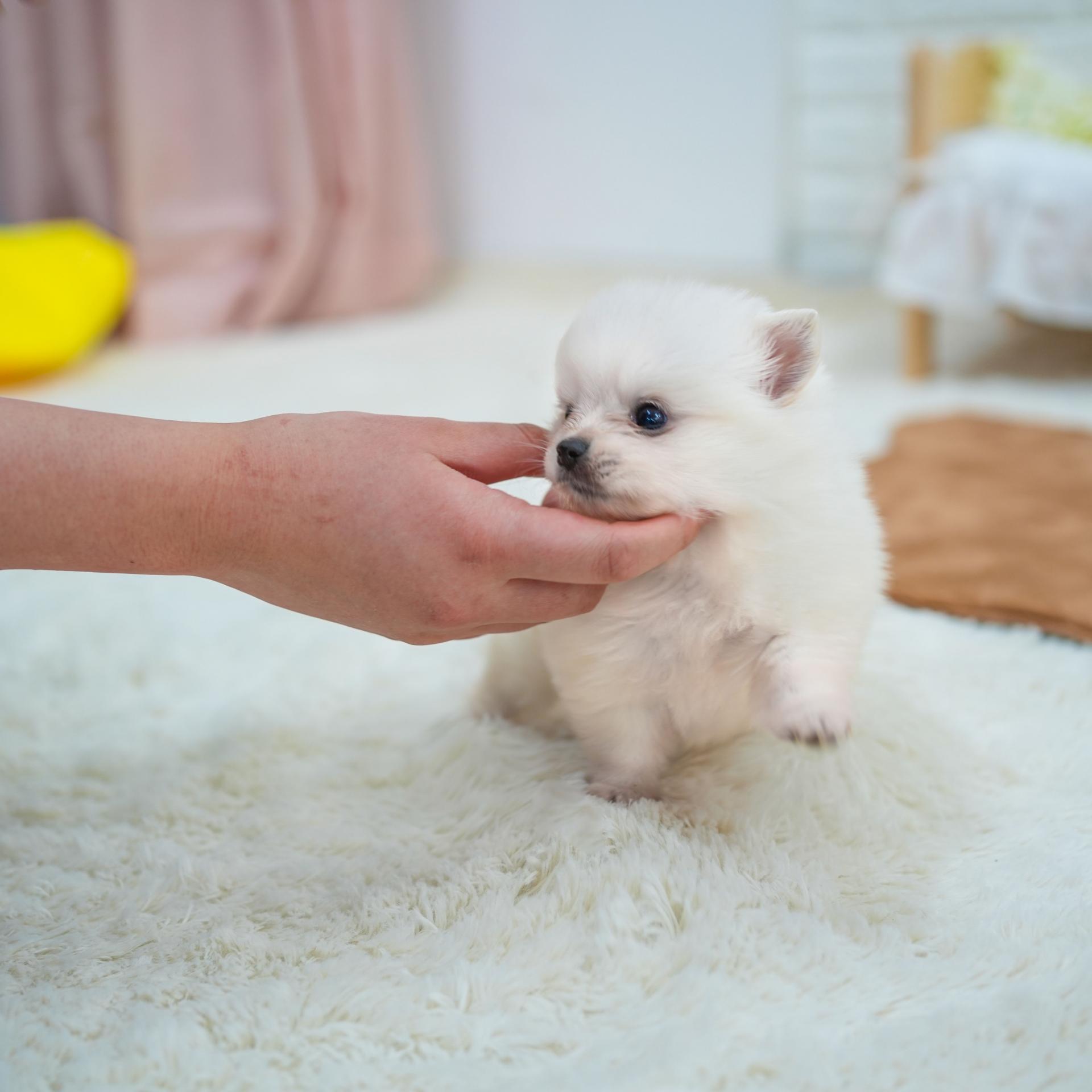 스피츠분양 사랑스러운 애기 강아지 요요 웰시코기분양 프렌치불독분양 보스턴테리어분양 이탈리안그레이하운드분양 베들링턴테리어분양 셔틀랜드쉽독분양 코카스파니엘분양 퍼그분양 비글