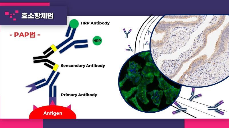 면역조직화학 염색법 - 효소항체법 Part1 (특징과 분류) : Blog | 우당네트웍