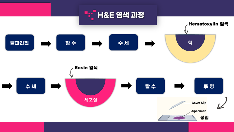 Hematoxylin&Eosin Staining (H&E 염색) - Part3. 실험과정(Protocol) : 네이버 블로그
