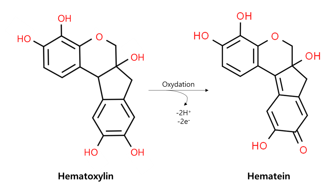 Hematoxylin&Eosin Staining (H&E 염색) - Part1. 헤마톡실린(Hematoxylin) : 네이버 블로그