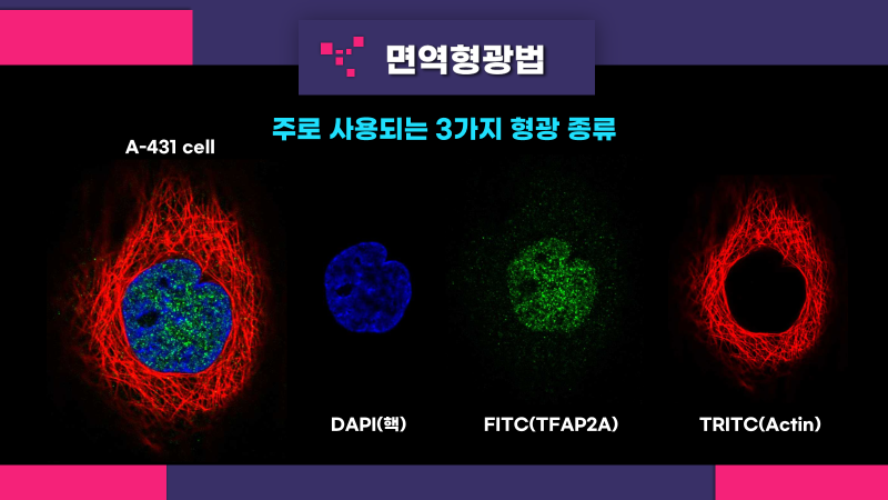 면역조직화학 염색법 - 면역형광염색 Part1 (소개 및 특징) : Blog | 우당네트웍