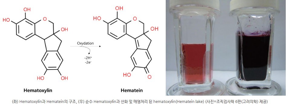Hematoxylin&Eosin Staining (H&E 염색) - Part1. 헤마톡실린(Hematoxylin) : Blog ...