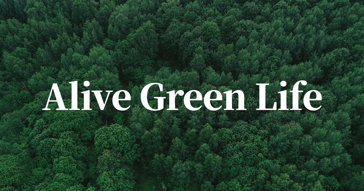 NORWAY FOREST｜노르웨이숲