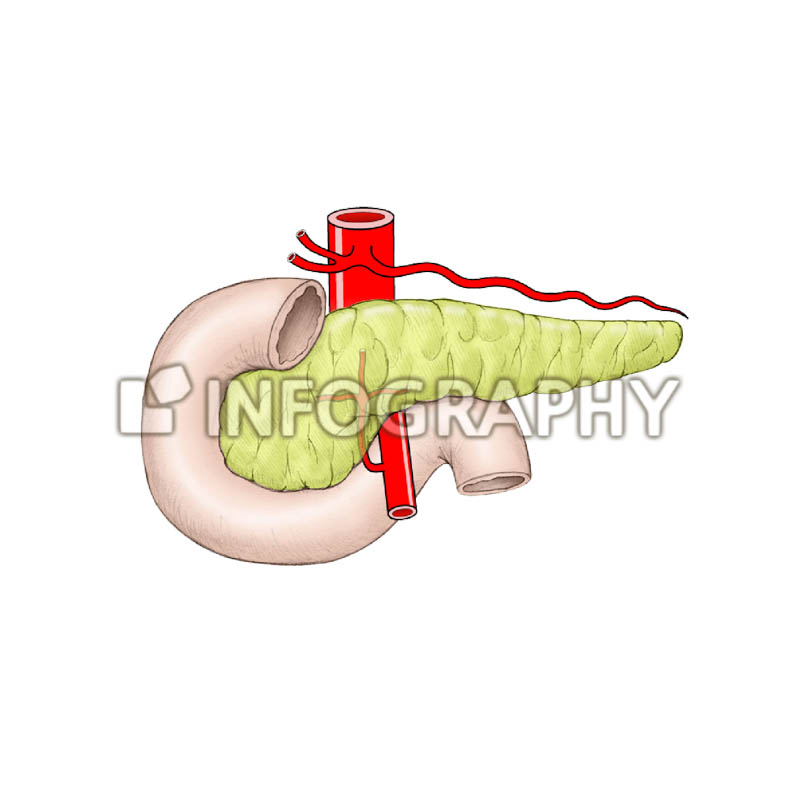 Blood supply of the pancreas 3 : INFOGRAPHY (인포그라피)