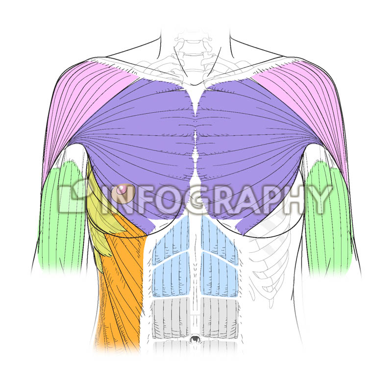Chest muscle diagram 1 (female) : INFOGRAPHY (인포그라피)