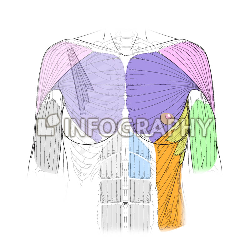Chest muscle diagram 2 (female) : INFOGRAPHY (인포그라피)