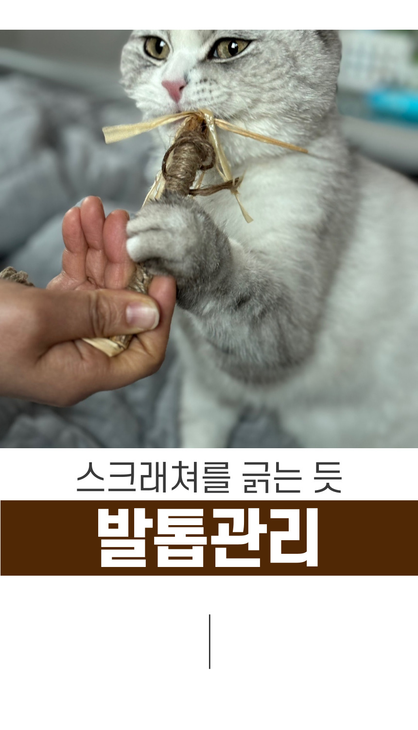 [ 개냥의 민족] 고양이 이갈이 치석제거 플라그 캣토이 마약 마따따비 치발기 장난감 : 미뇽 ( mignon ) 반려동물의 새로운 문화