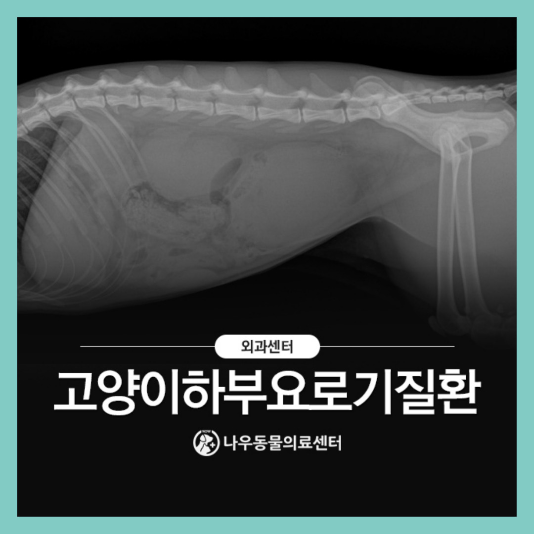 고양이 하부요로기질환 (FLUTD) 요도루조성술 : 나우동물메디컬센터