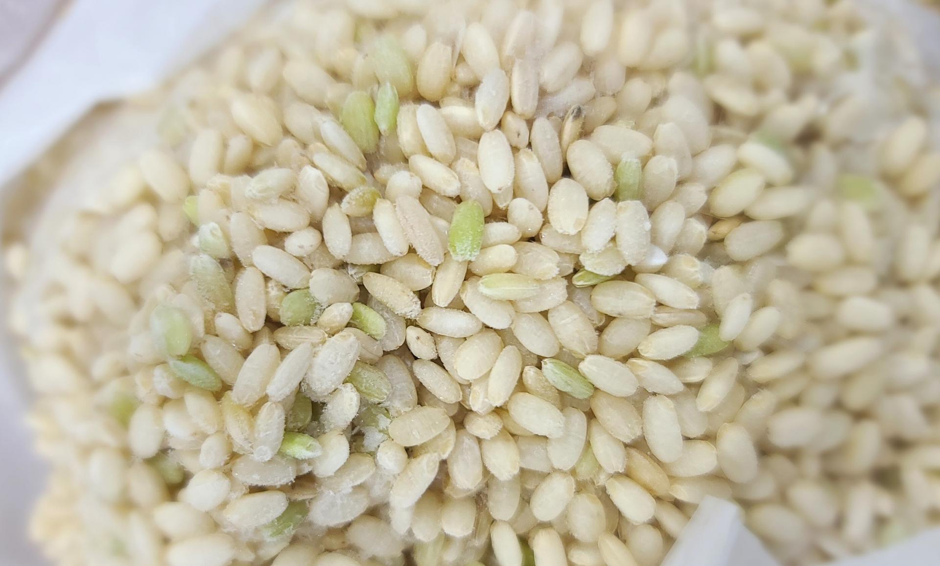 현미 인절미 : 떡마루