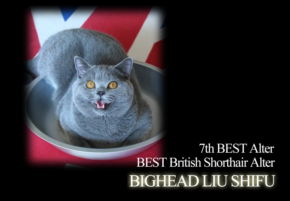 7TH BEST ALTER : 사단법인 한국애묘인연합