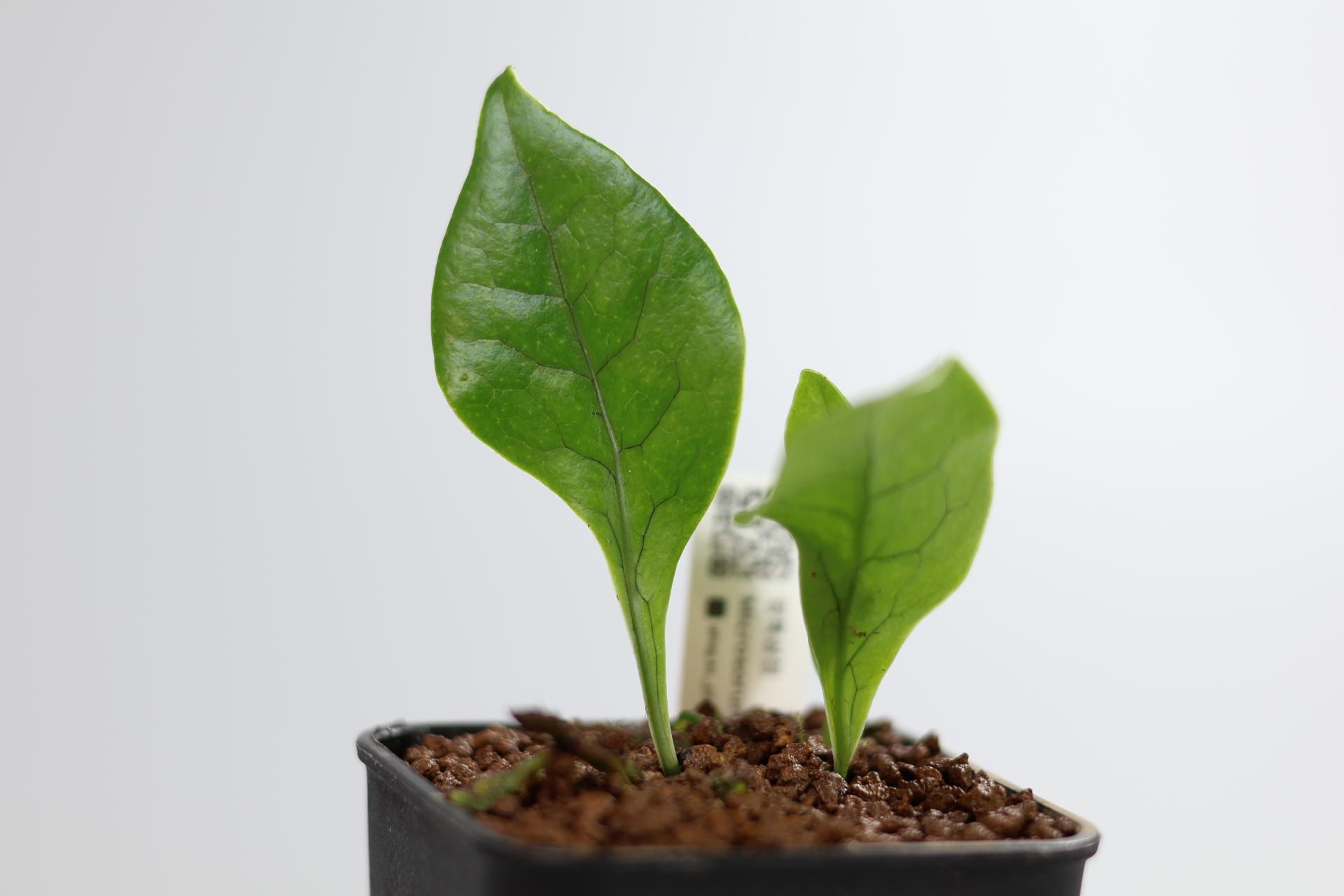 Microsorum linguiforme : 암흑상점