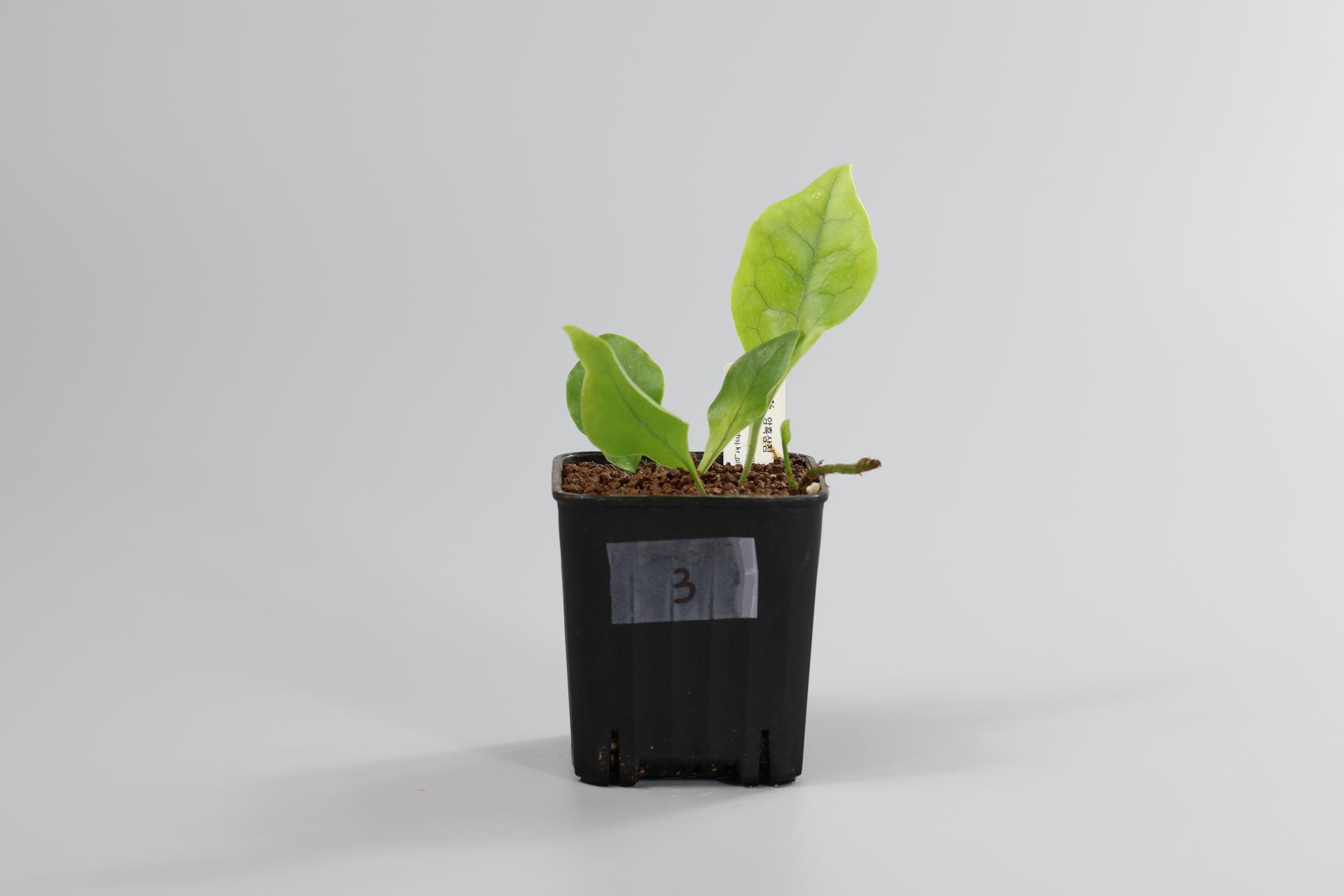 Microsorum linguiforme : 암흑상점