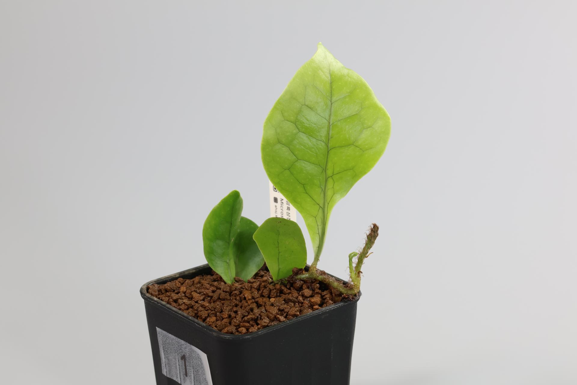 Microsorum linguiforme : 암흑상점