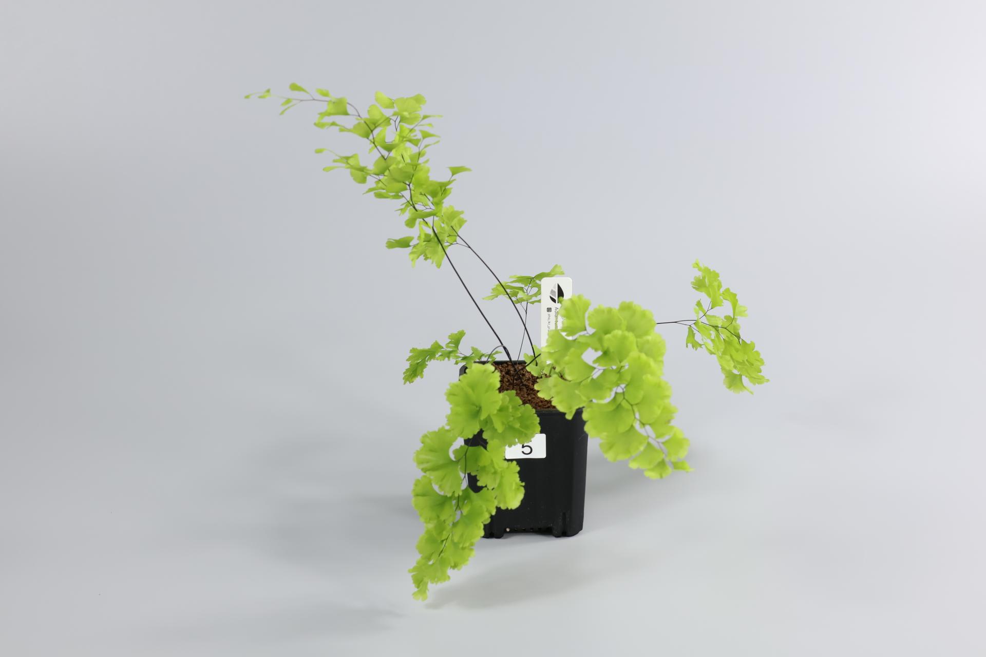 Adiantum capillus-veneris Imbricatum : 암흑상점