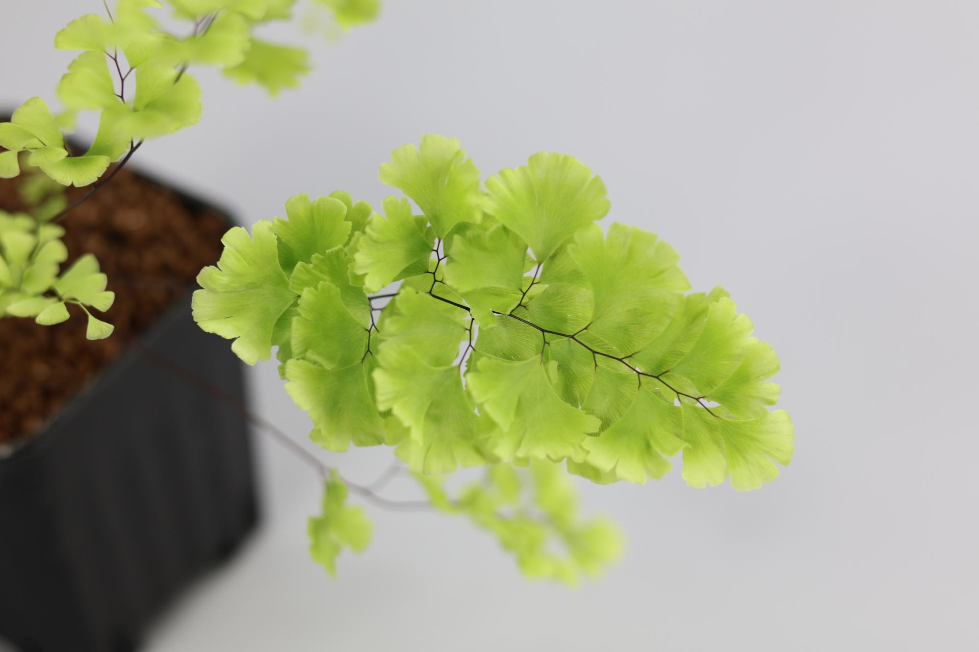 Adiantum capillus-veneris Imbricatum : 암흑상점