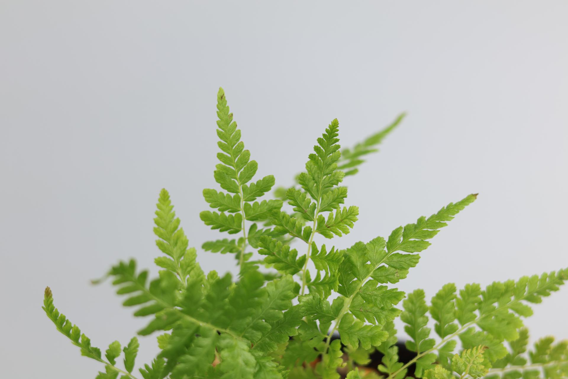 Thelypteris angustifrons(탐라사다리) : 암흑상점 - AHSJ