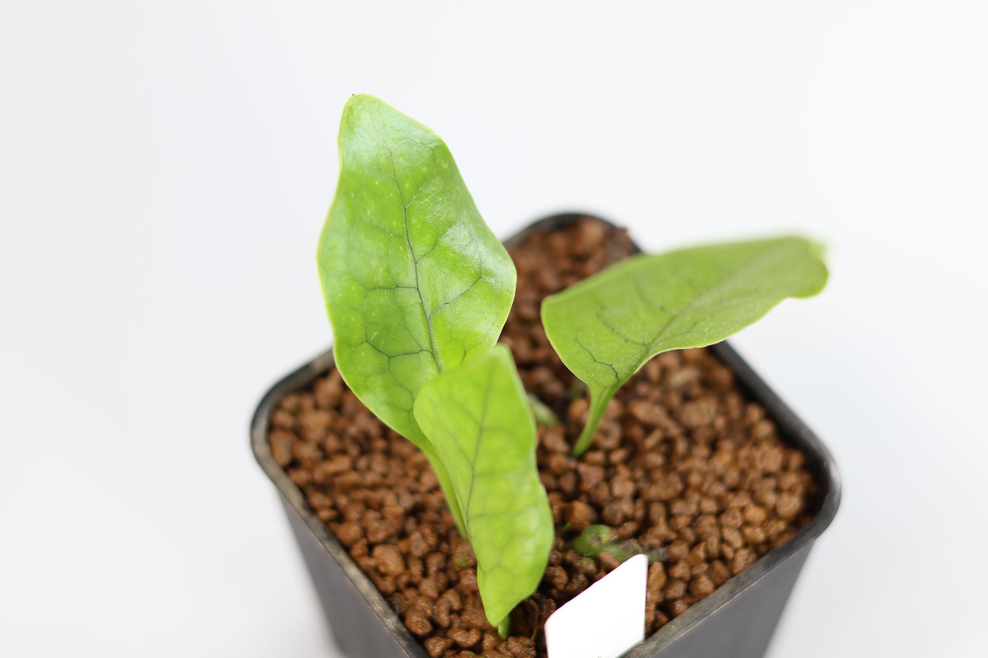 Microsorum linguiforme : 암흑상점