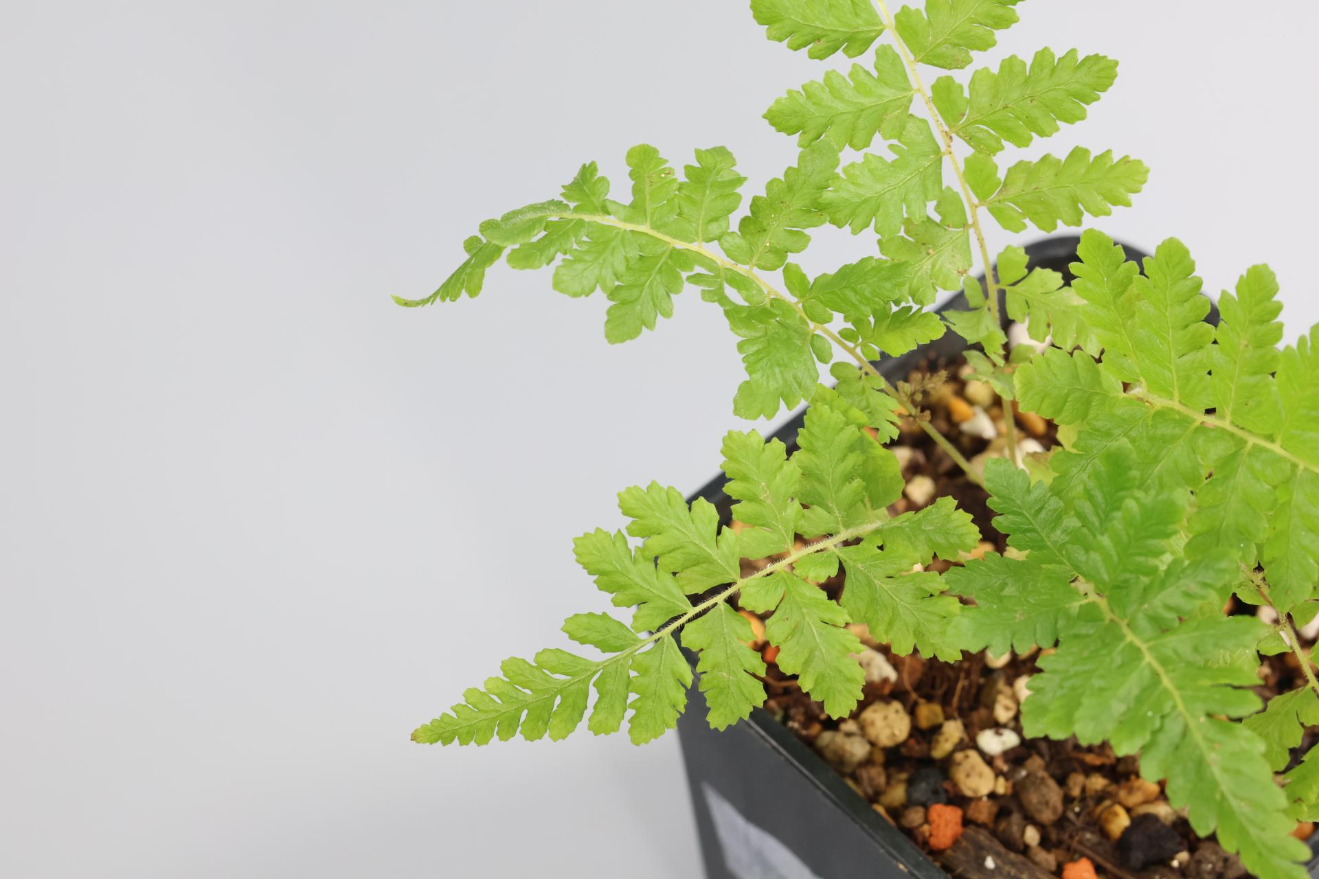 Thelypteris angustifrons(탐라사다리) : 암흑상점 - AHSJ