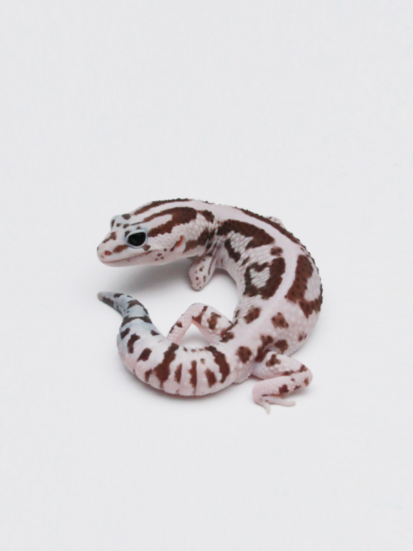 Whiteout Oreo (Het Ghost Patternless) (C47U🚹) : 칵테일샵 (COCKTAIL SHOP)