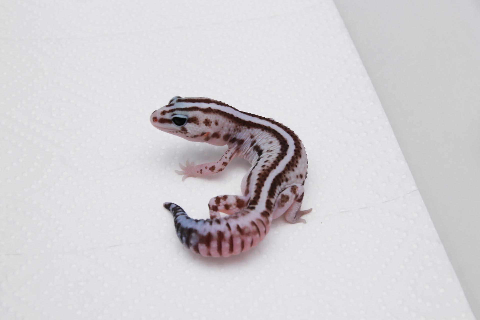 Whiteout Oreo Patternless (C175🚺) : 칵테일샵 (COCKTAIL SHOP)