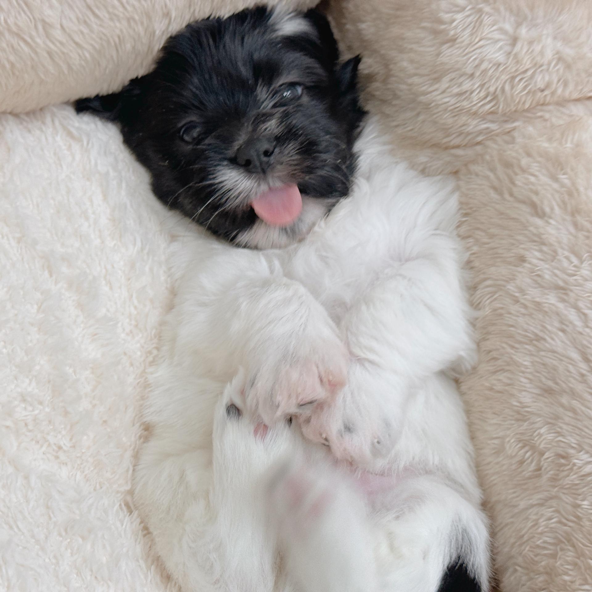 햇베) 달밤 현식 : Bogoland