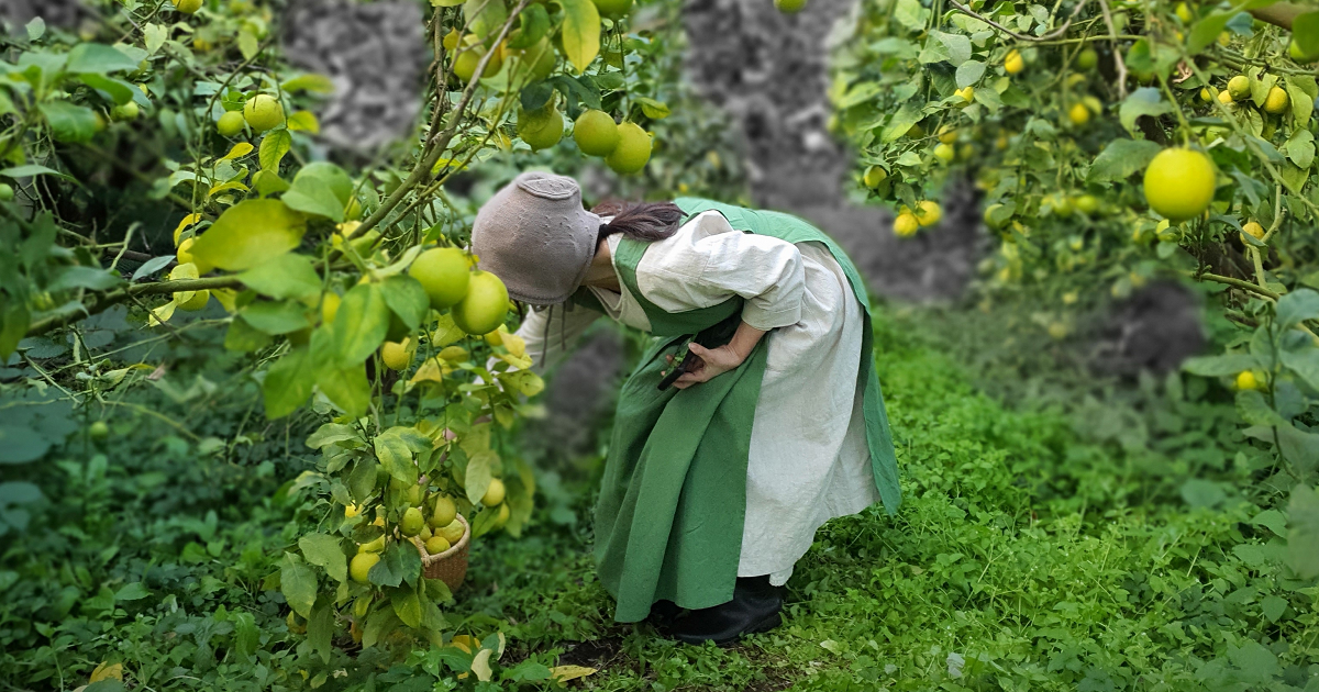 제주레몬팜 | Jeju Lemon Farm