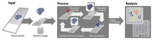 [Leica] Cell DIVE 다중형광 바이코마커 이미징장비 - (Hyperplex Biomarker Imaging) : EAS