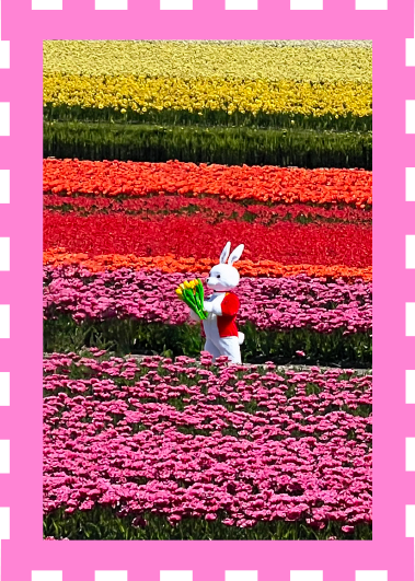 Giggle Shop (기글샵)