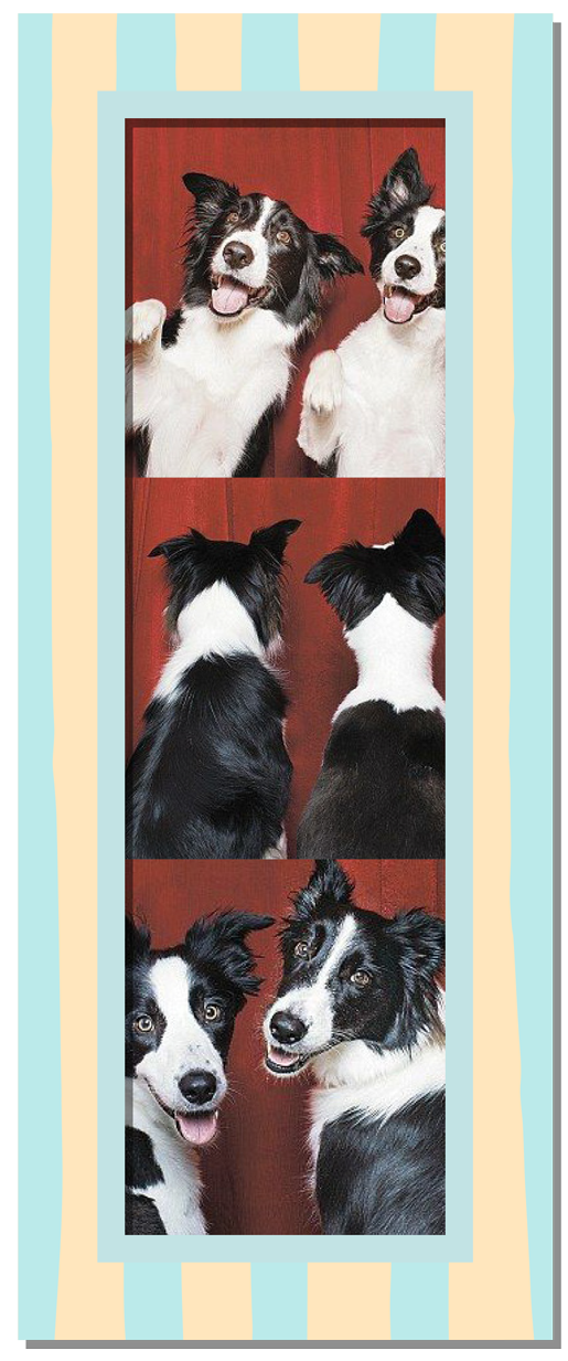 Giggle Shop (기글샵)