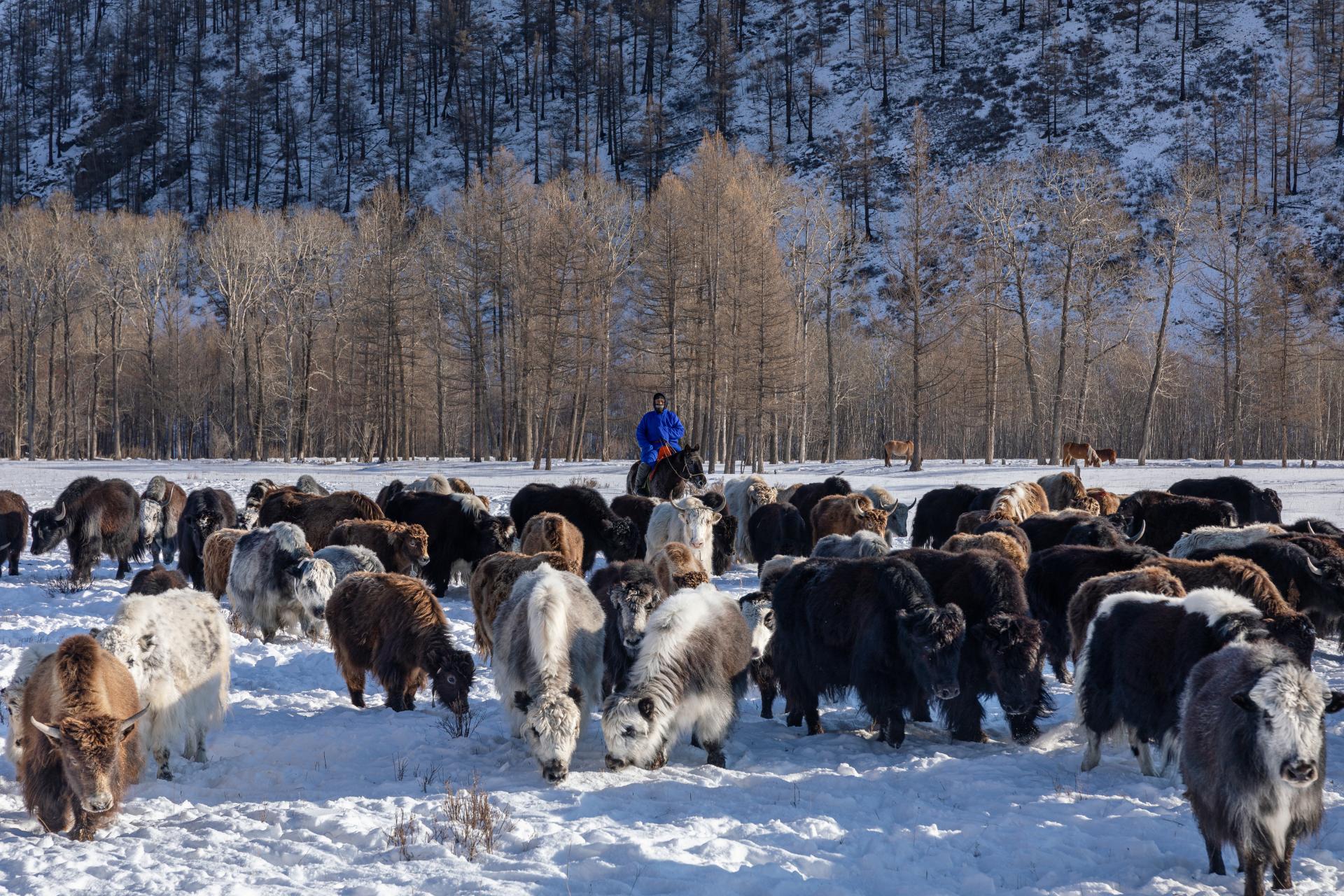 MONGOLIAN YAK DOWN : 보디오스