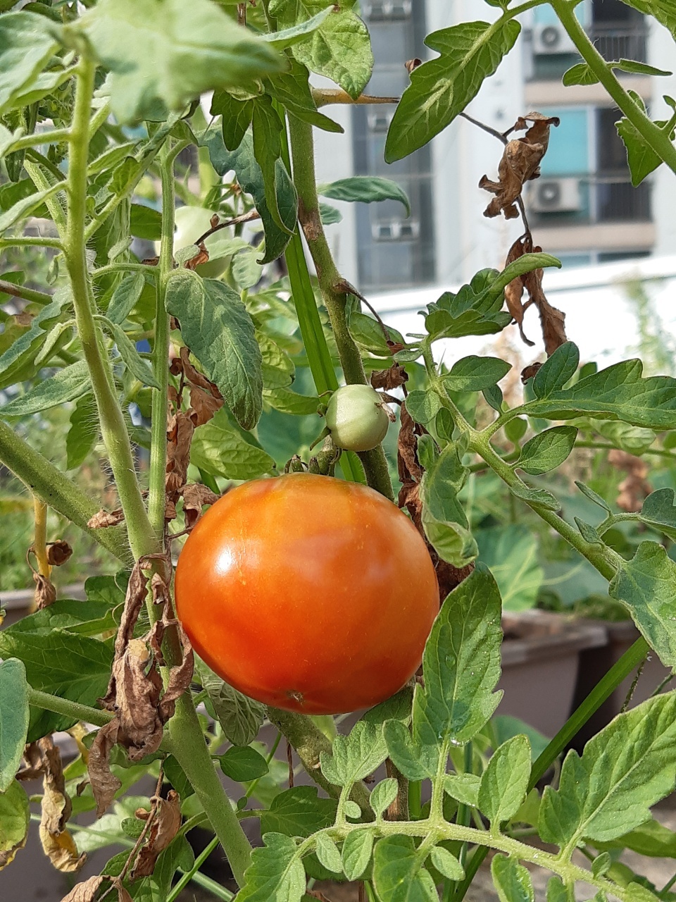 열린공부방배 탁구대회 개최 및 텃밭 작물 수확에 대한 소식 : (사)관악주민연대