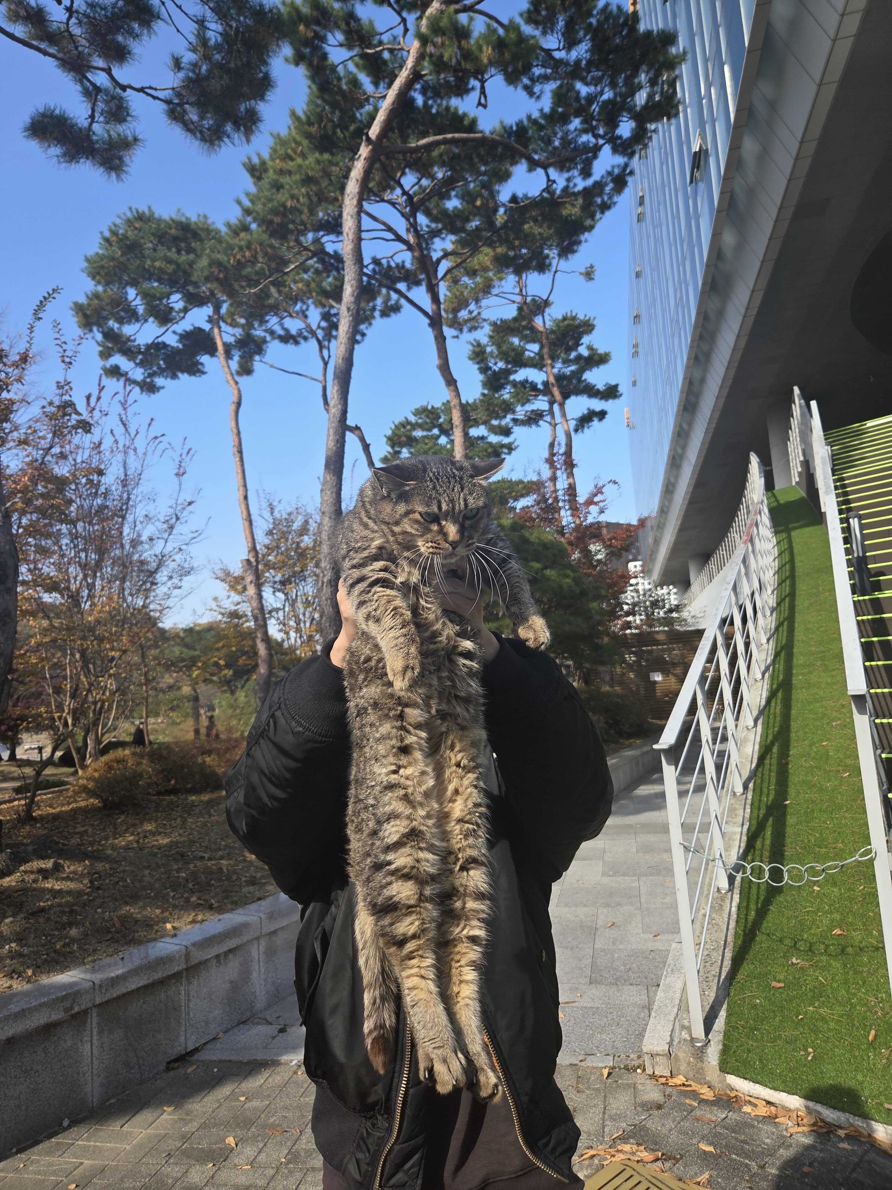 [2025.11.12] CATIS : ENTIS | KAIST