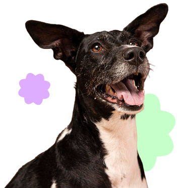 Lala : Dreamtailsrescue