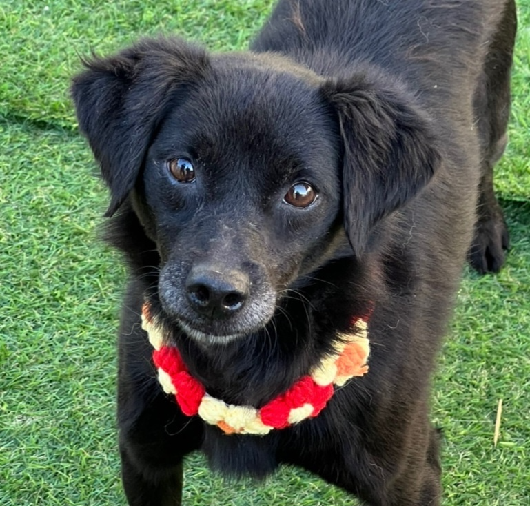 Orion : Dreamtailsrescue